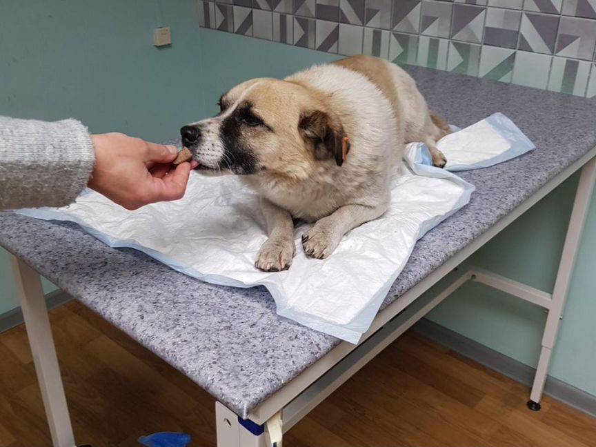 Ромке очень нужен дом