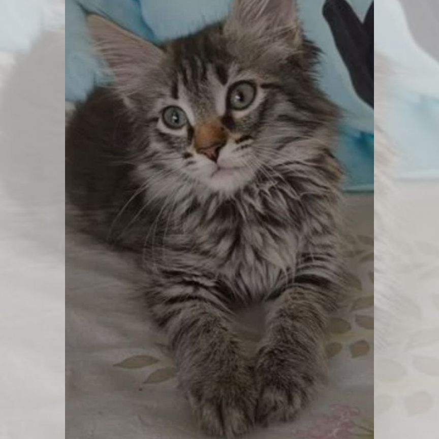 Мейн-кун котёнок