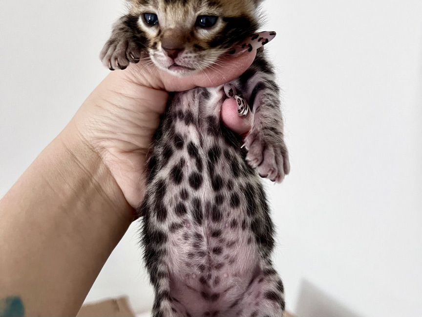 Бенгальские котята