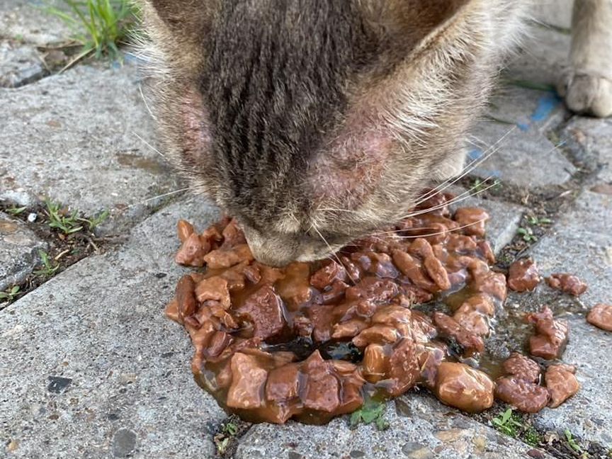 Котенка хотят усыпить из за лишая