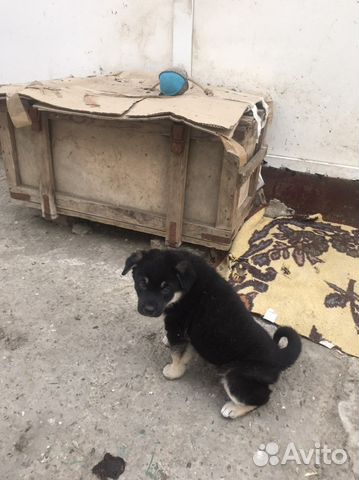 Щенки бесплатно