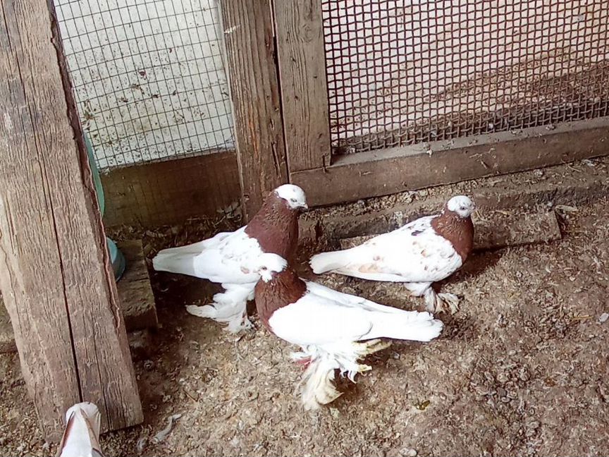 Голуби капканы Ташкентские