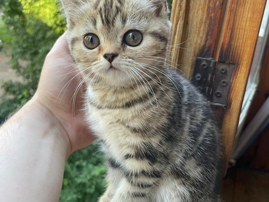 Британская кошка