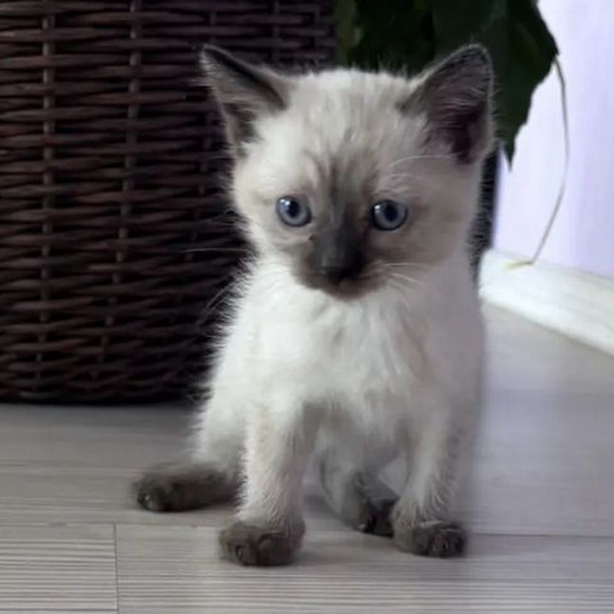 Невский маскарадный котёнок
