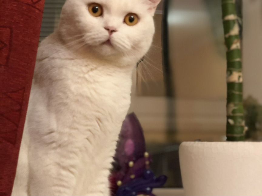 Шотландский вислоухий кот