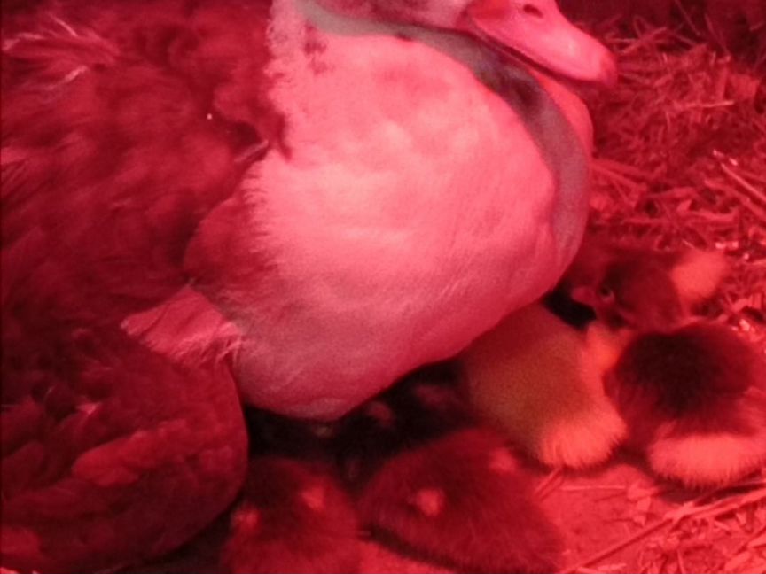 Утята индоутки