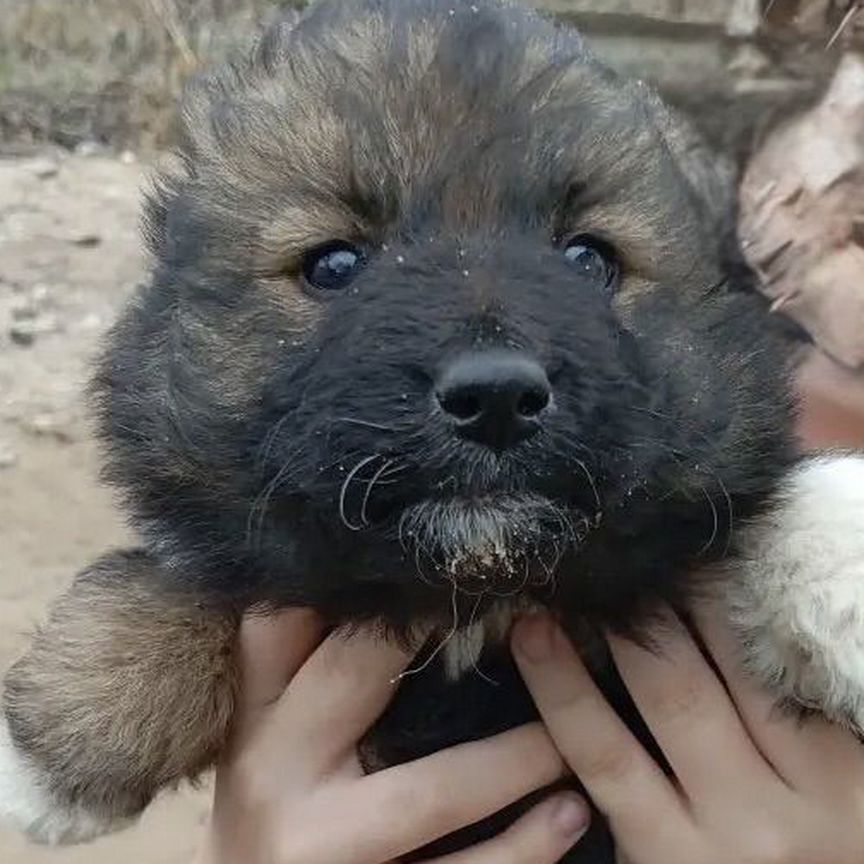 Щенок в добрые руки