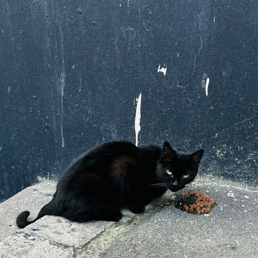 Кошка