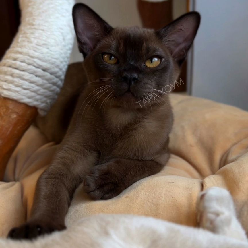 Европейский бурманский котёнок