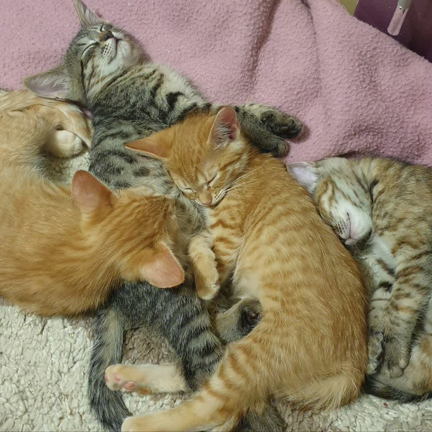 Котята в добрые руки