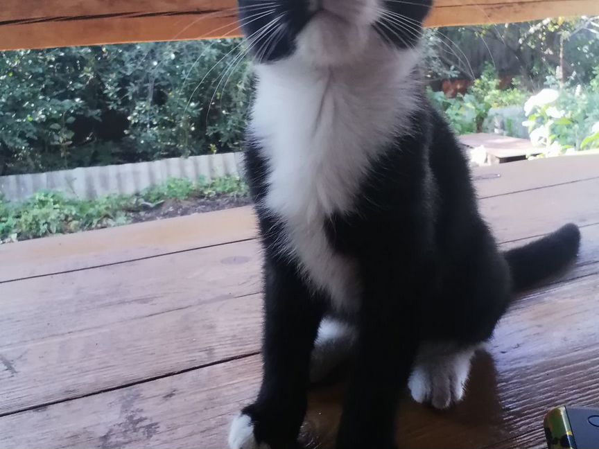 Кошечка 2.5 мес