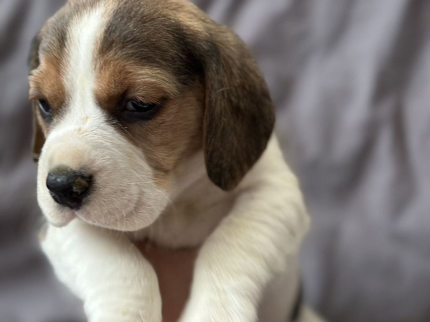 Щенки бигль