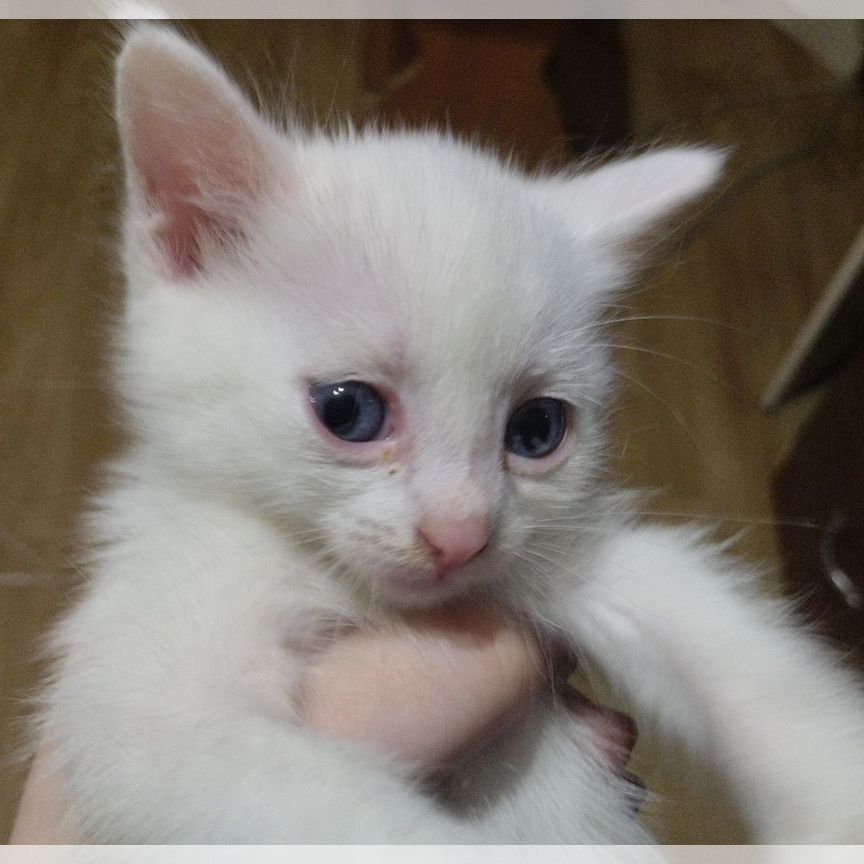 Нибелунг котёнок