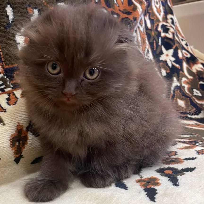 Шотландские вислоухие котята бесплатно