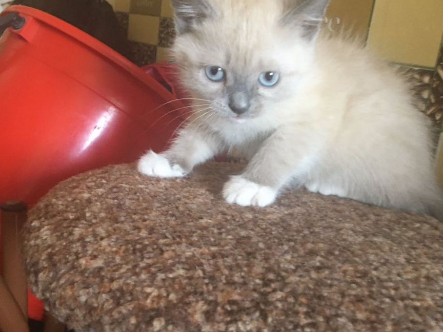 Сиамская кошечка