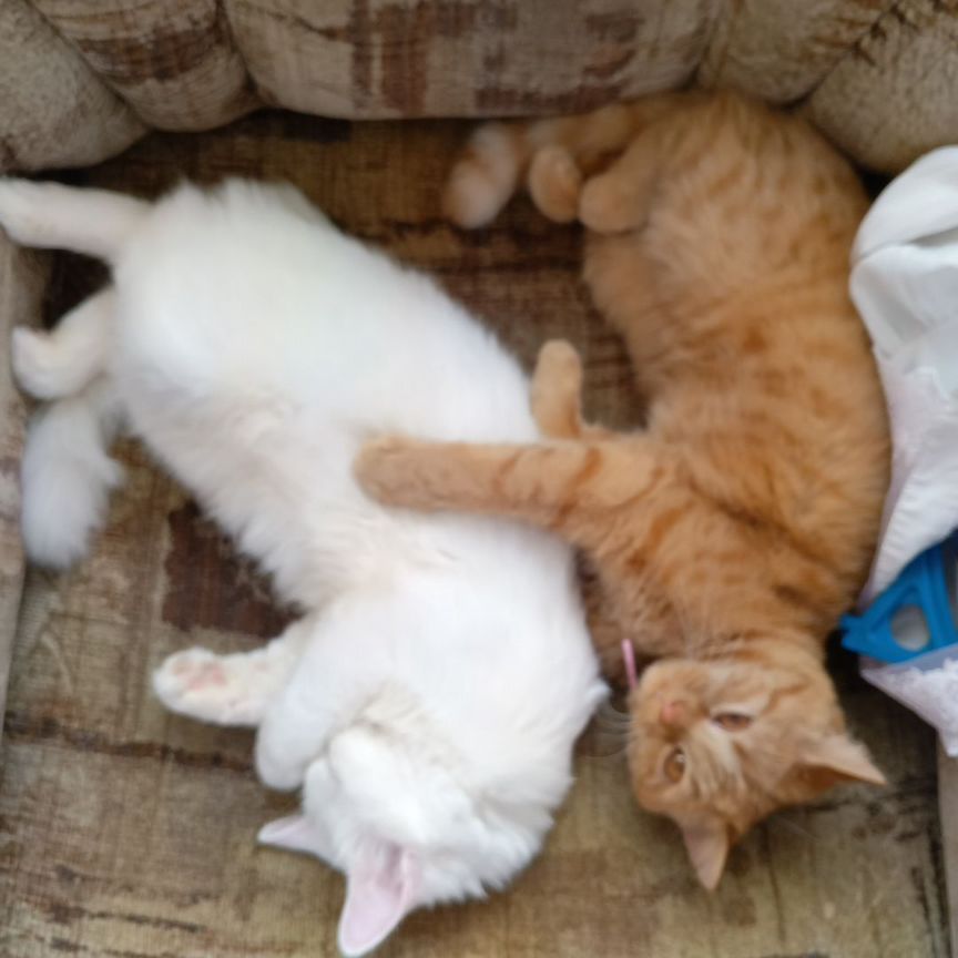 Котики бесплатно в добрые руки