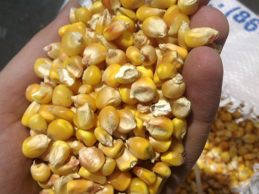 Кукуруза фуражная