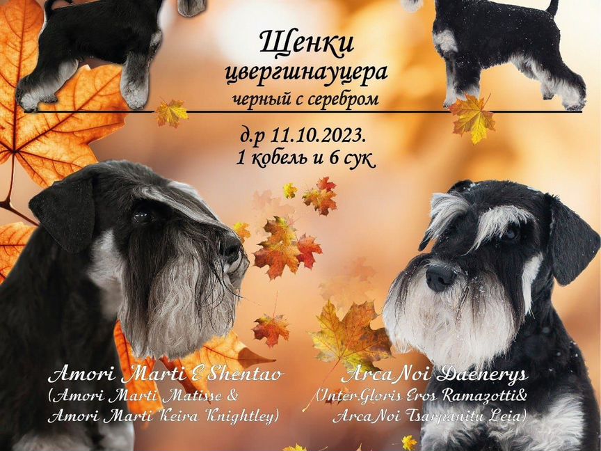 Щенки цвергшнауцера черный с серебром