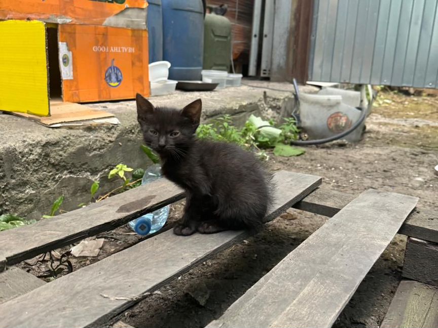Котята с промзоны в опасности