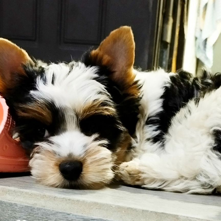 Бивер-йоркширский терьер, щенок