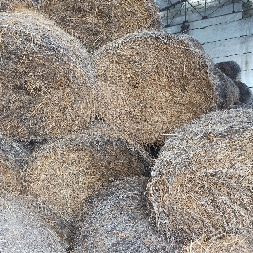 Продам сено в рулонах