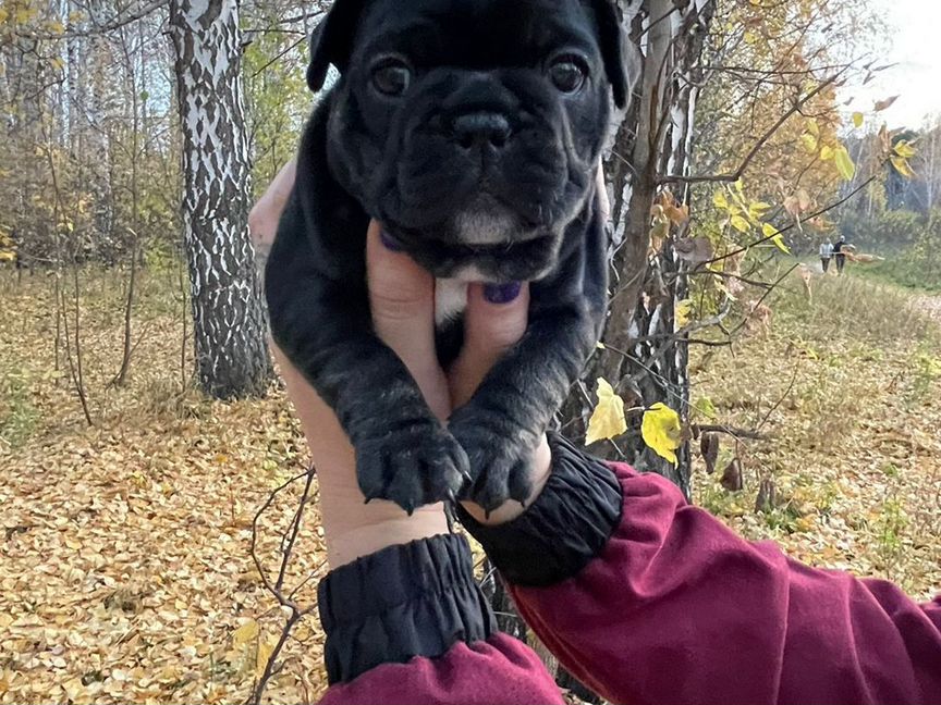 Очеровательные французики