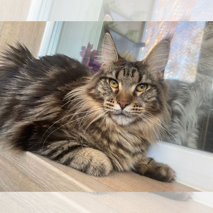 Мейн-кун, взрослая кошка