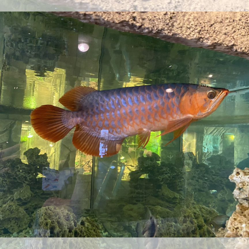 Арована Супер Красная (Super Red)