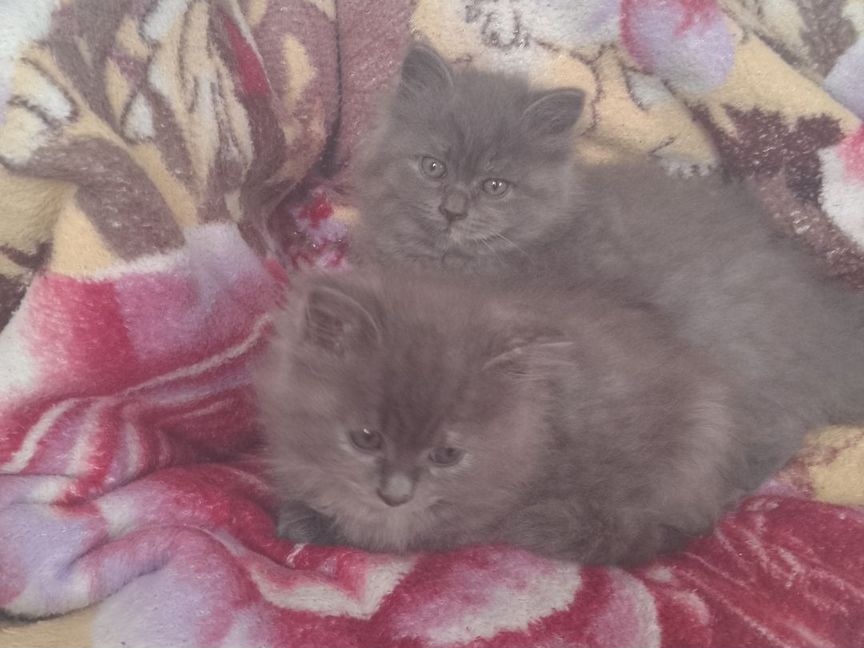 Британская