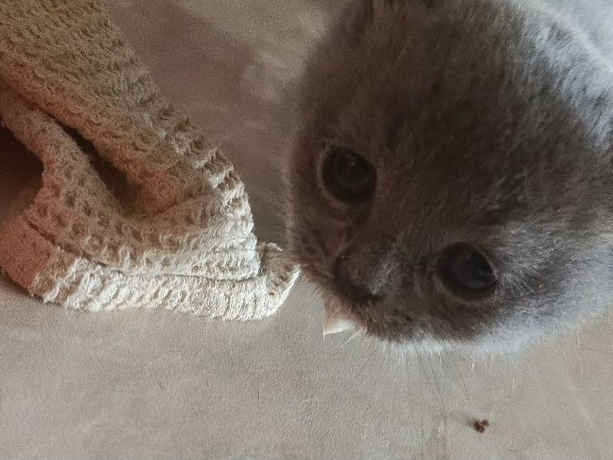 Кошка британка вислоухая