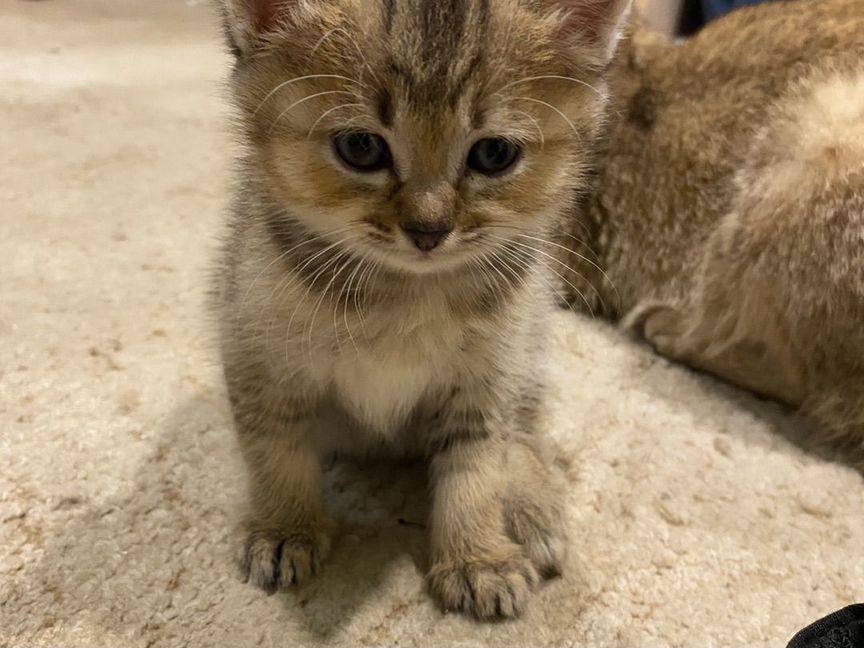 Шотландские котята