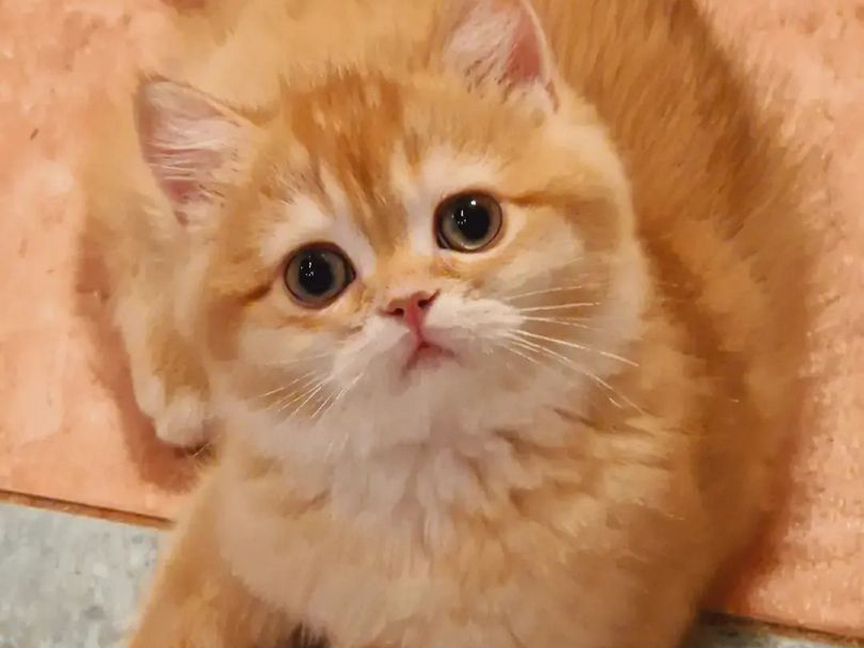 Золотой британский котенок очень яркий