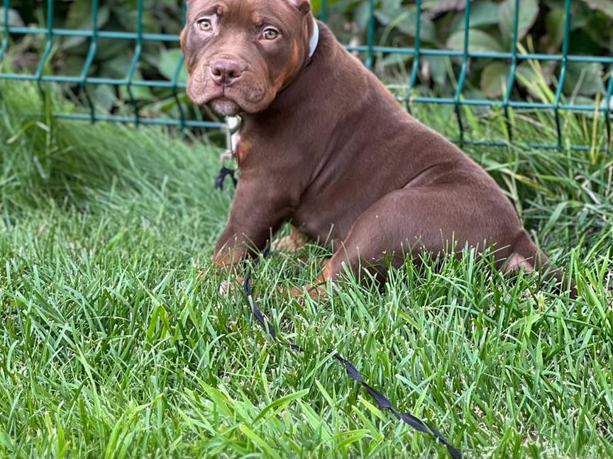 Брутальный красавчик тип покет