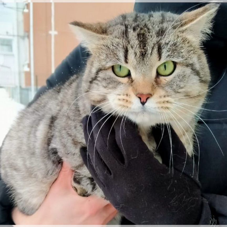 Взрослый кот в добрые руки