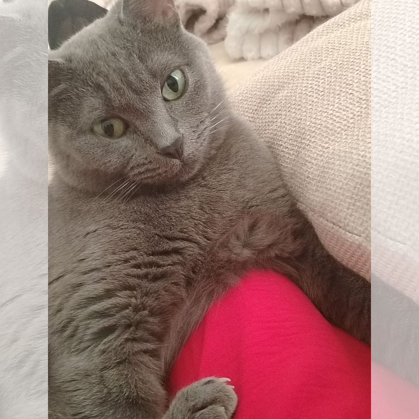 Шотландская прямоухая короткошёрстная, взрослая кошка