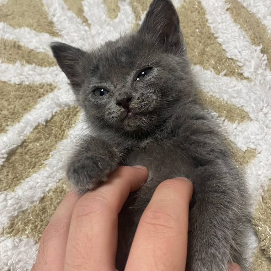 Котята в добрые руки бесплатно