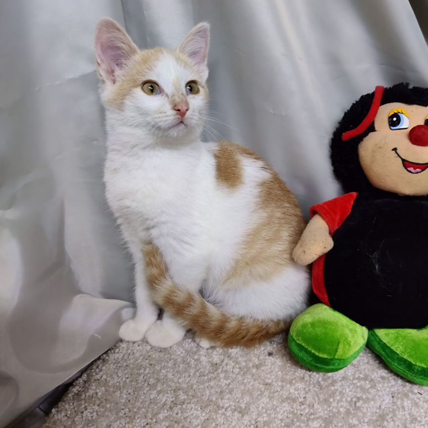 Котята
