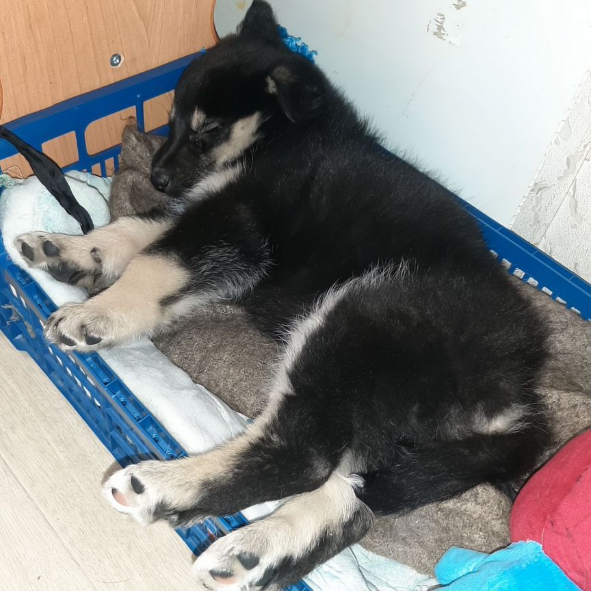 Щенок в добрые руки