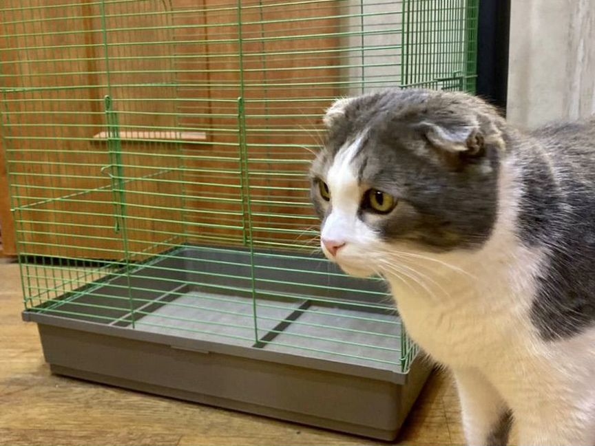 Большая клетка для крыс