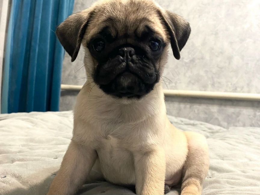 Мопсик щенок мальчик