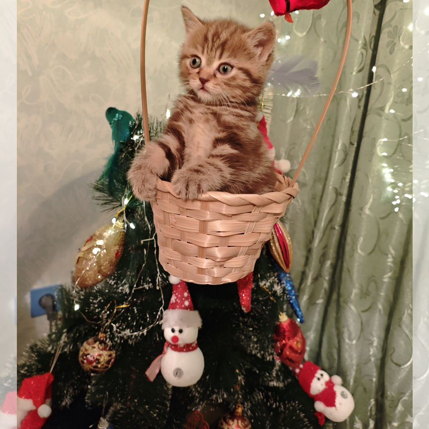 Шотландский вислоухий короткошёрстный котёнок