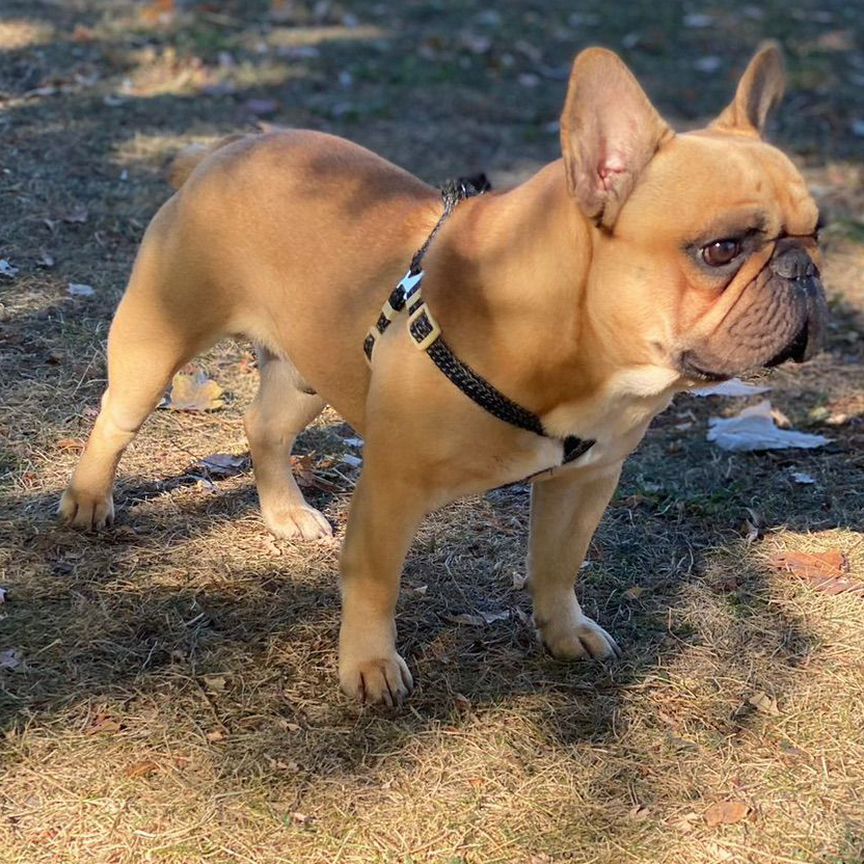 Французский бульдог вязка