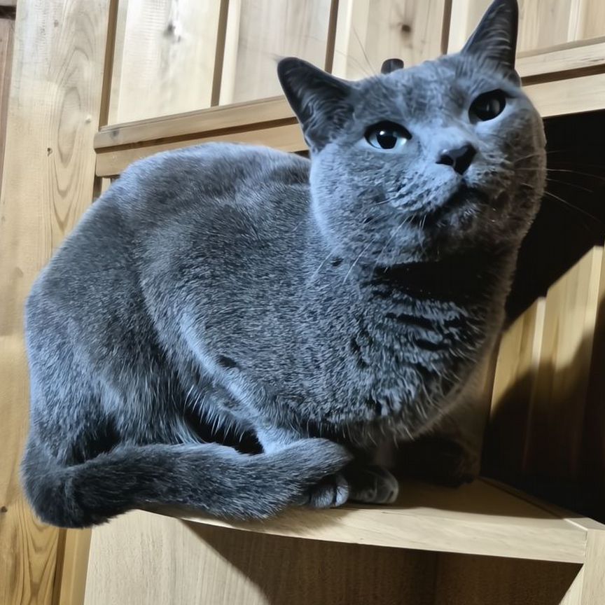 Русская голубая кошка, взрослая