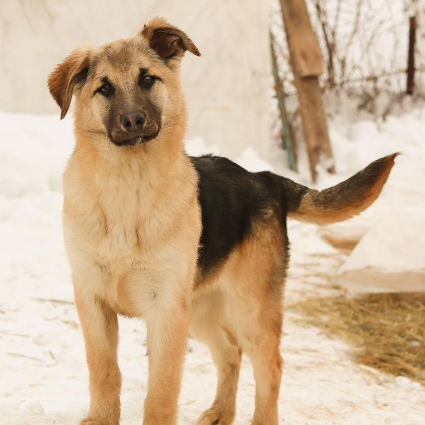 Мухтар щенок-подросток в добрые ручки