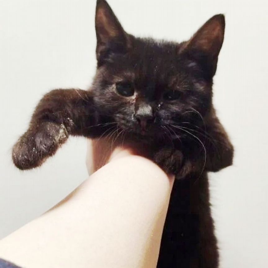 Котёнок в добрые руки