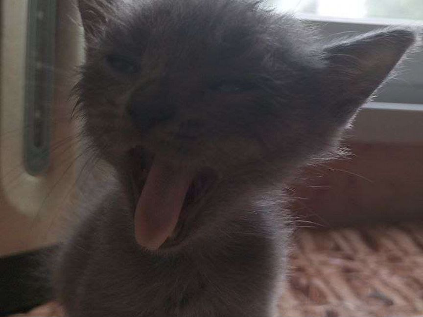 Котёнок тёмно-серый