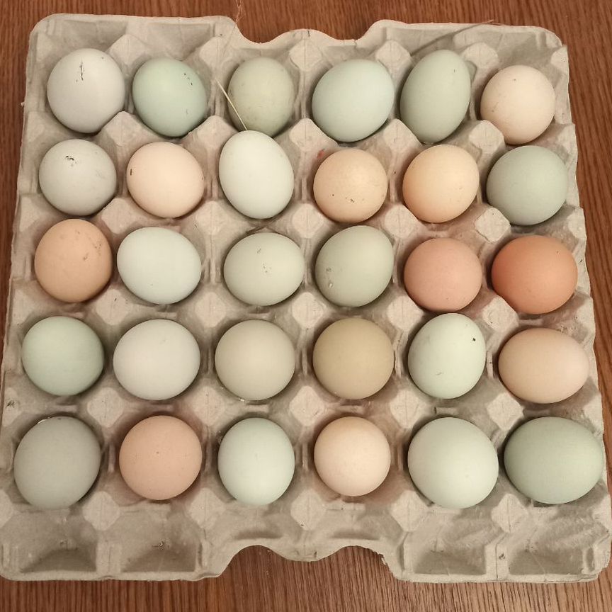 Яйцо инкубационное породных кур