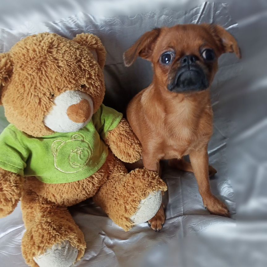 Щенок пти брабансон(девочка)