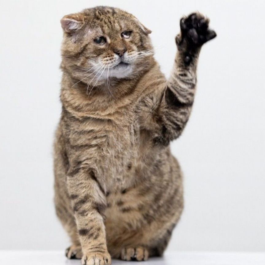 Взрослый кот в добрые руки