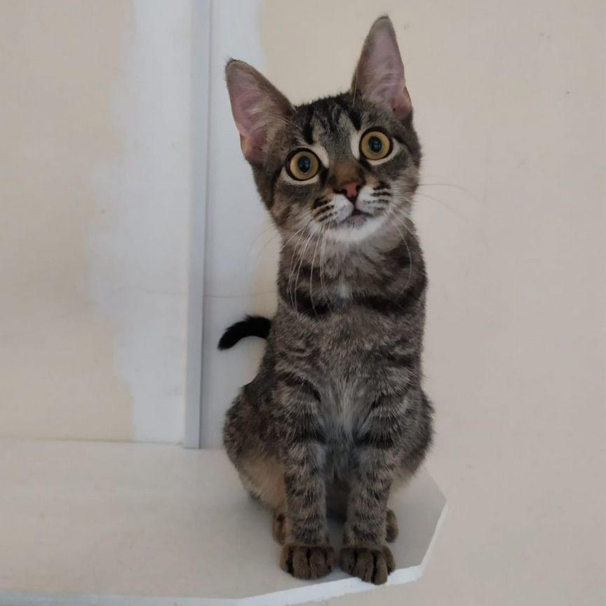 Мальчишка котенок Костик в добрые руки